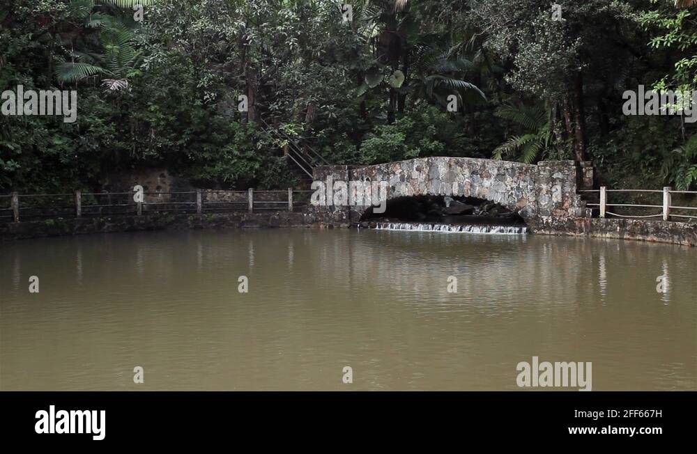 Jungle pool El Yunque Rainforest Puerto Rico HD 1775 Stock Video ...