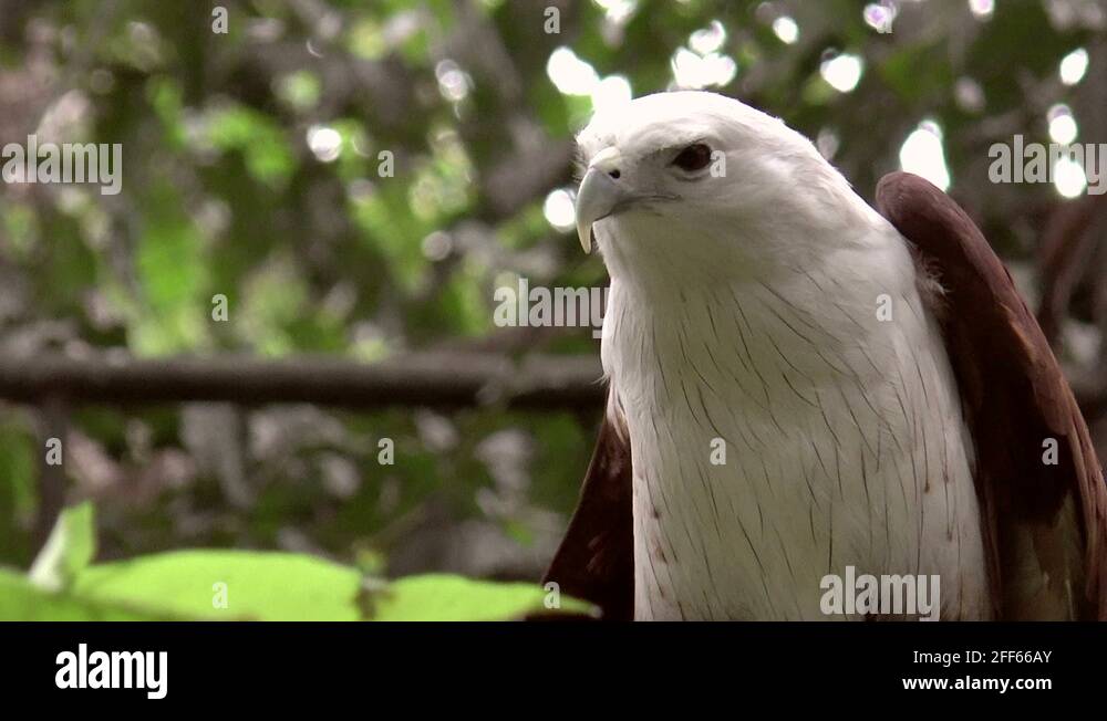 Flexing wing Stock Videos & Footage - HD and 4K Video Clips - Alamy