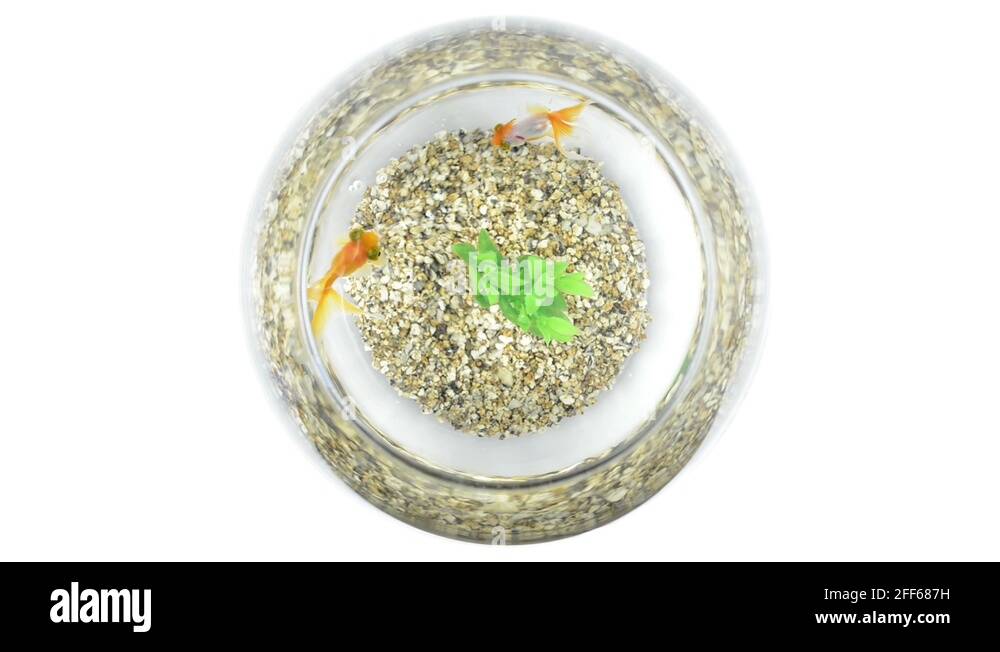 Goldfish in fish bowl in Stock Videos & Footage - HD and 4K Video Clips ...