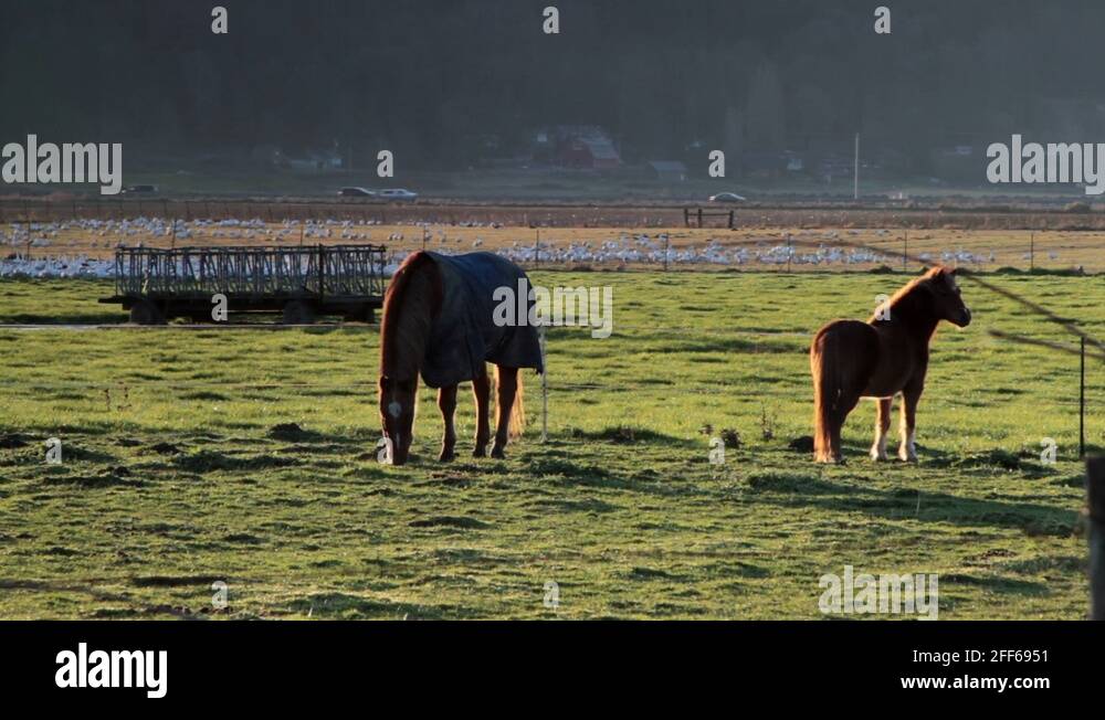 Foals ponies horses animals not domestic Stock Videos & Footage - HD ...