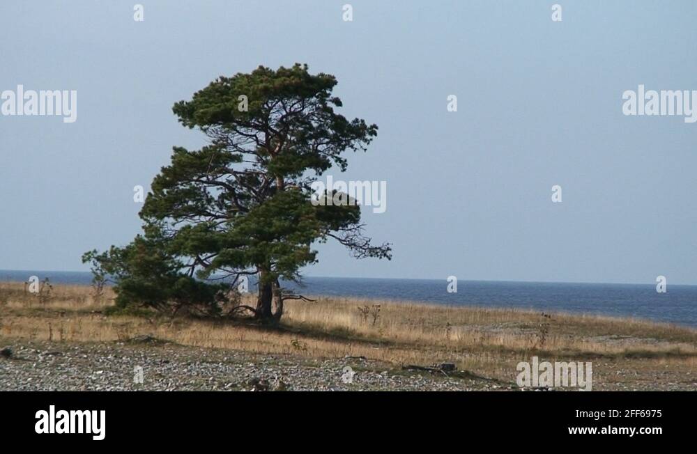 Spruce tree growing on a limestone beach on the island of Fårö in ...