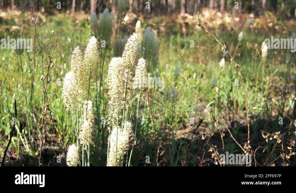Crow flower Stock Videos & Footage - HD and 4K Video Clips - Alamy