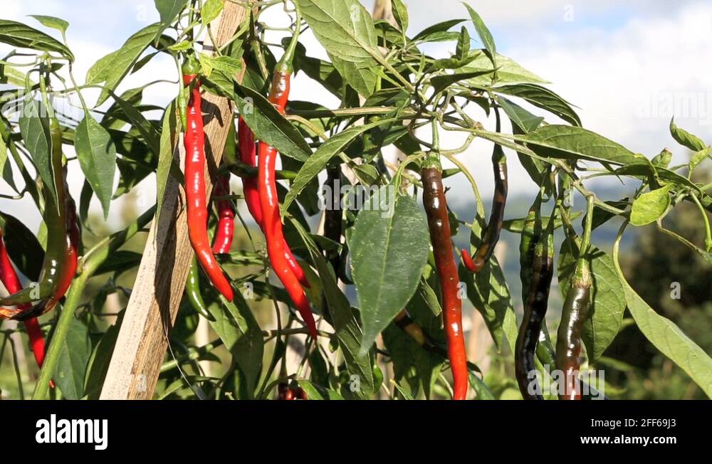 Pepper plant stalk Stock Videos & Footage - HD and 4K Video Clips - Alamy
