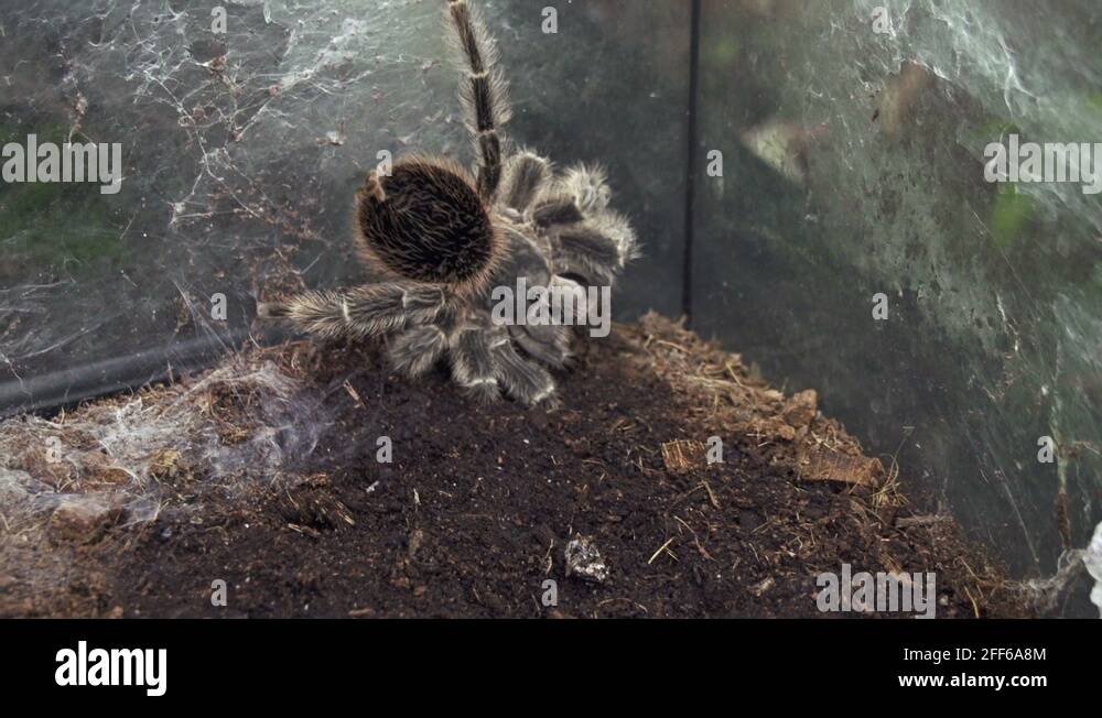 Spider catching Stock Videos & Footage - HD and 4K Video Clips - Alamy