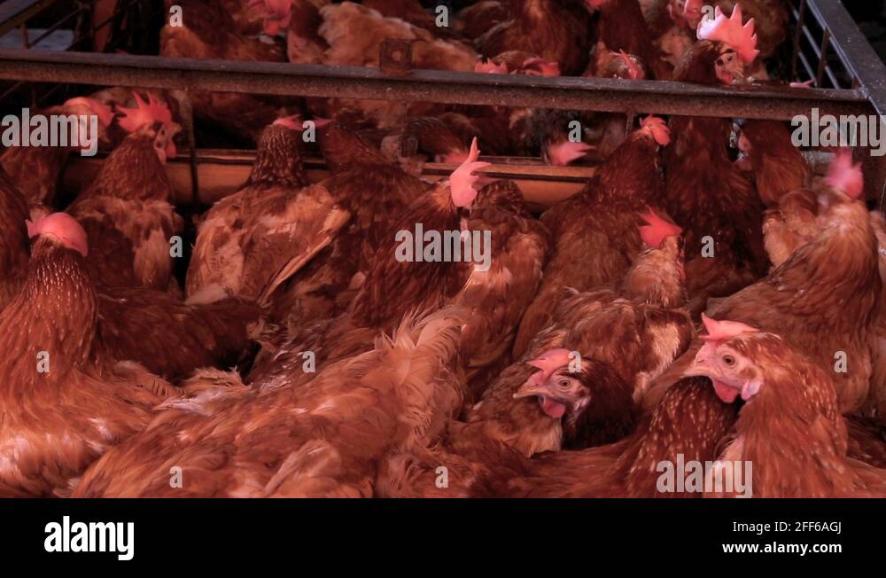 Caged rooster Stock Videos & Footage - HD and 4K Video Clips - Alamy
