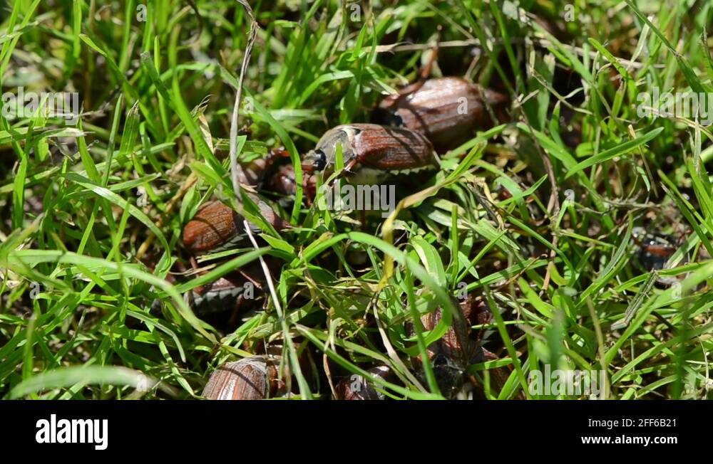 Beetle wings pile Stock Videos & Footage - HD and 4K Video Clips - Alamy