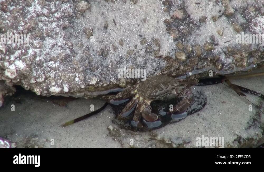 Pachygrapsus marmoratus, marbled rock crab, scared crab in the sea ...