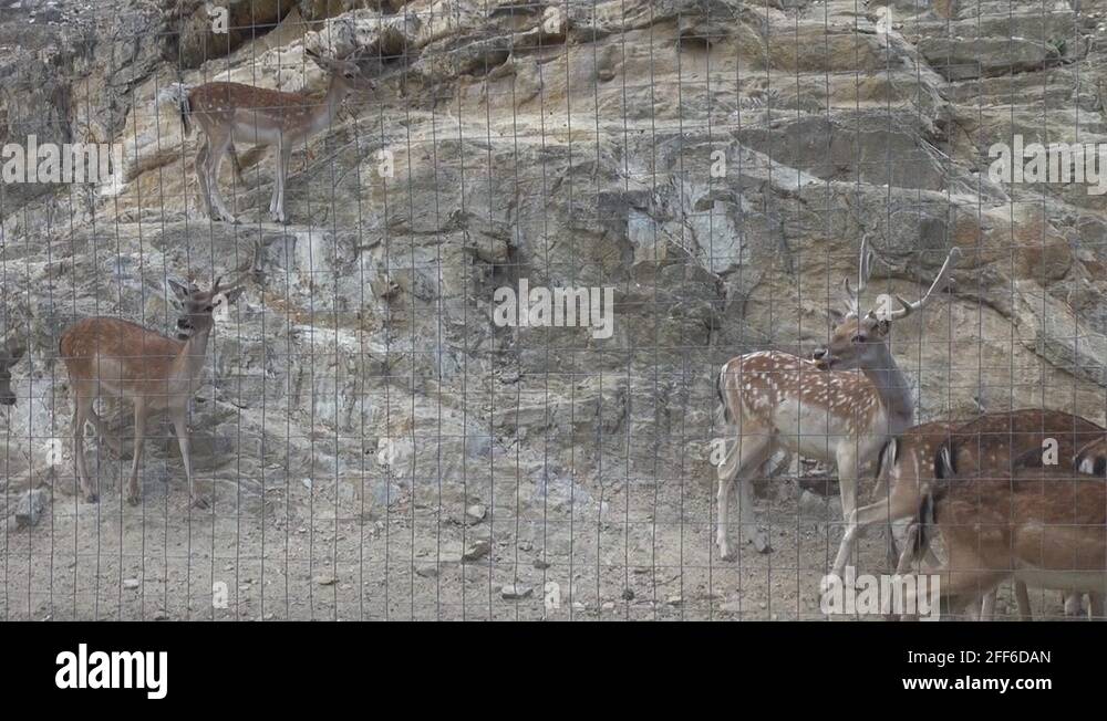 Herd of deer eating, hungry wild animals in captivity being fed, Zoo ...