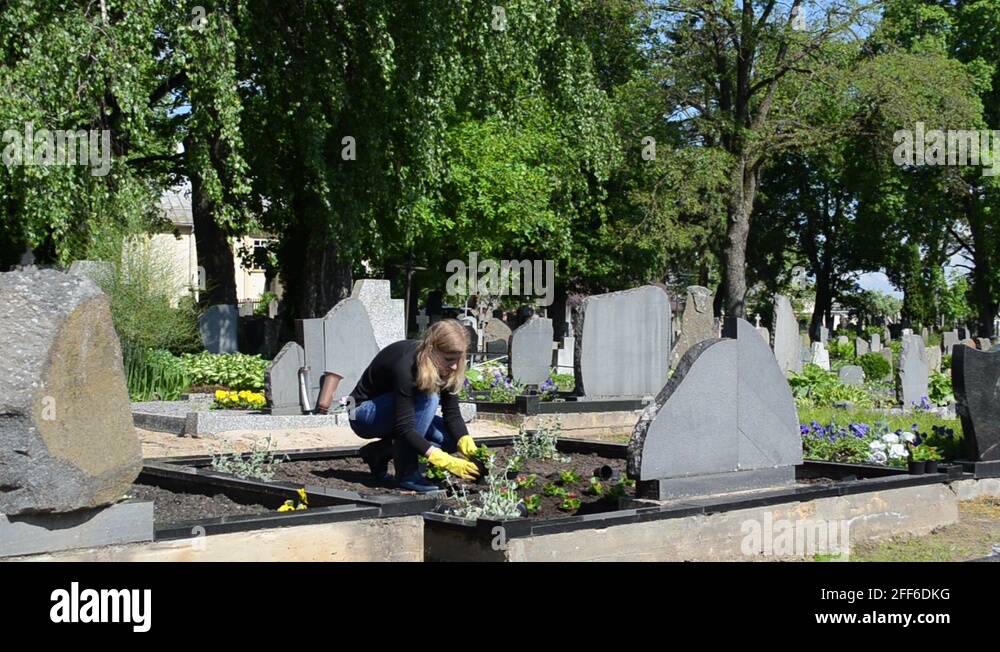 Flower plant grave cemetery Stock Videos & Footage - HD and 4K Video ...