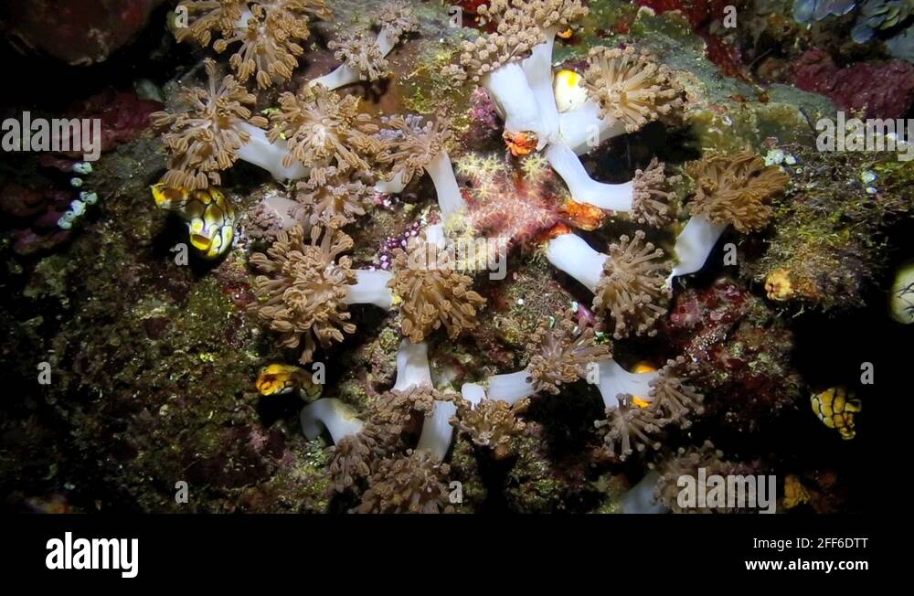 Coral reef biodiversity at night Stock Video Footage - Alamy
