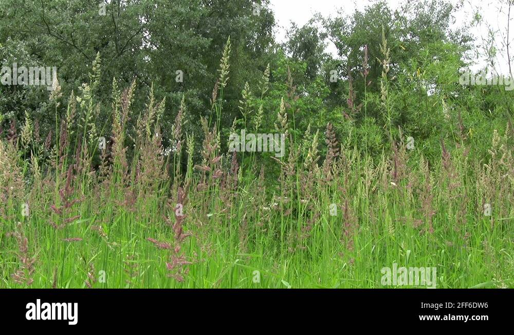 Holcus lanatus yorkshire fog grass Stock Videos & Footage - HD and 4K ...