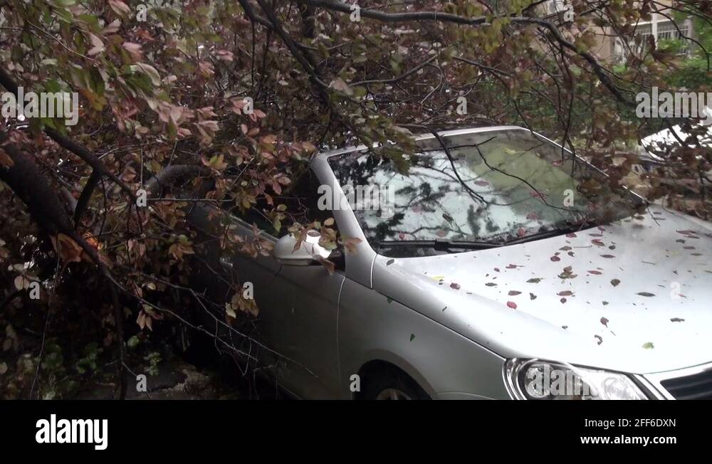 Car crashed into tree Stock Videos & Footage - HD and 4K Video Clips ...