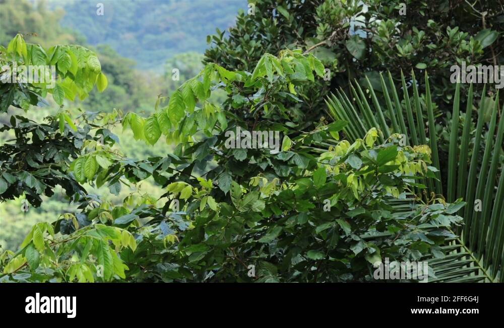 El yunque rainforest puerto rico Stock Videos & Footage - HD and 4K ...