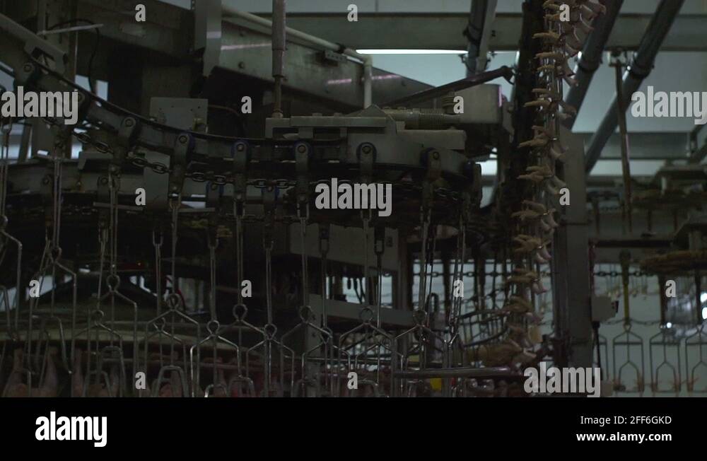 Chicken factory farming Stock Videos & Footage - HD and 4K Video Clips ...