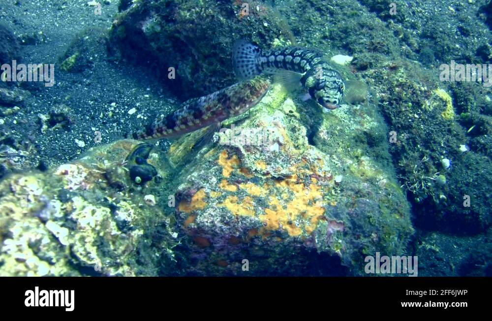 Black dotted fish Stock Videos & Footage - HD and 4K Video Clips - Alamy