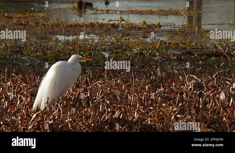 Mating feathers Stock Videos & Footage - HD and 4K Video Clips - Alamy