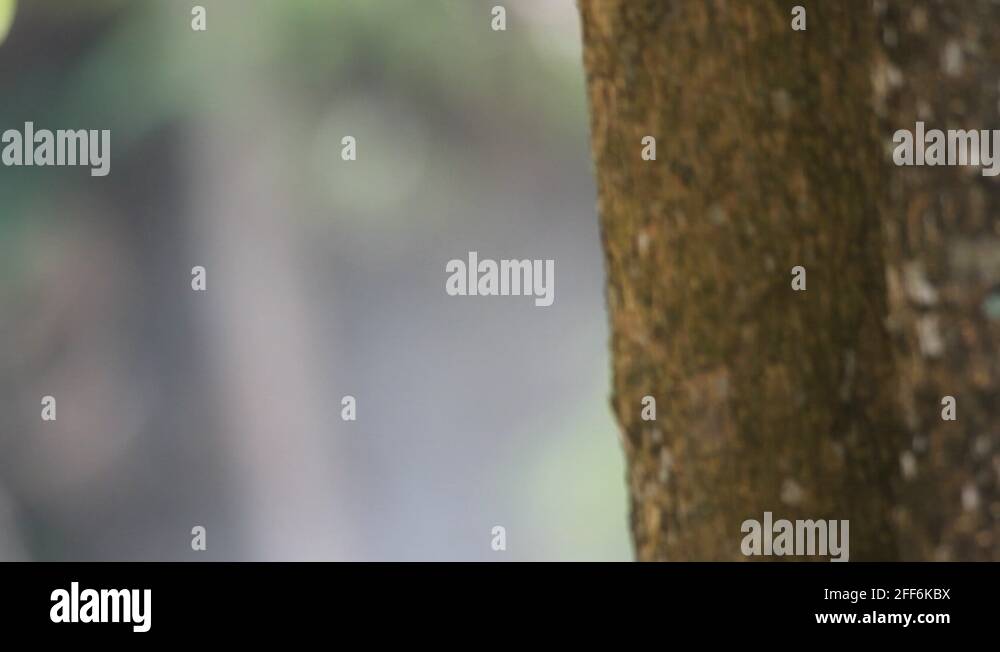 Boy cat tree Stock Videos & Footage - HD and 4K Video Clips - Alamy