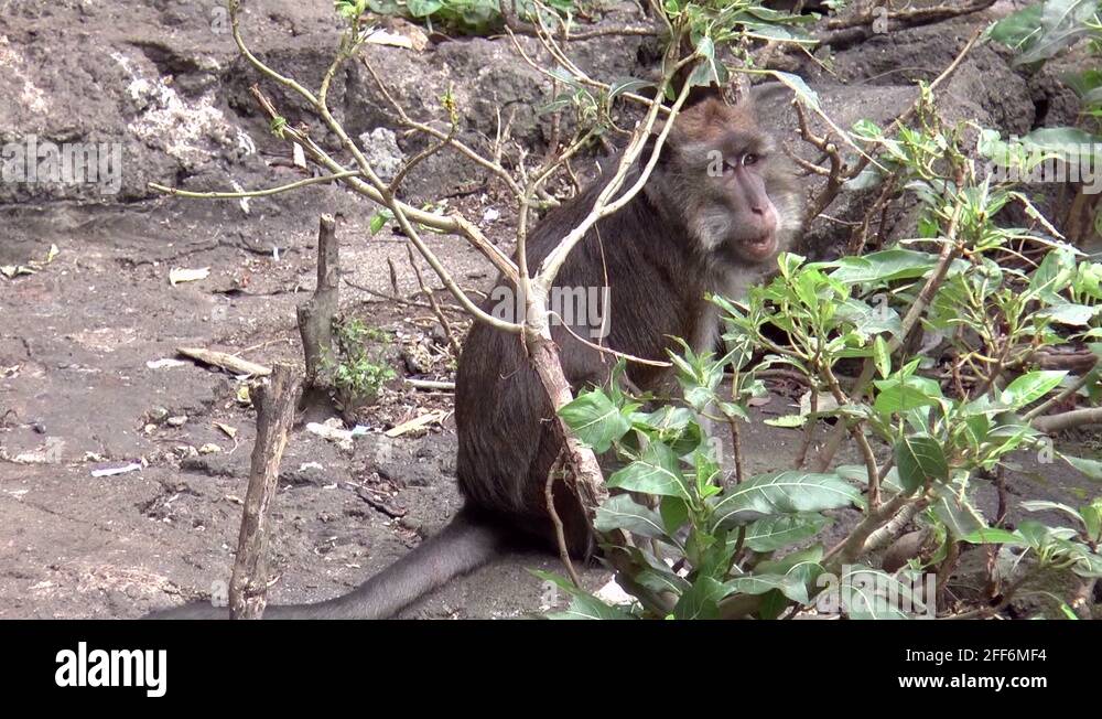 Philippine monkey Stock Videos & Footage - HD and 4K Video Clips - Alamy
