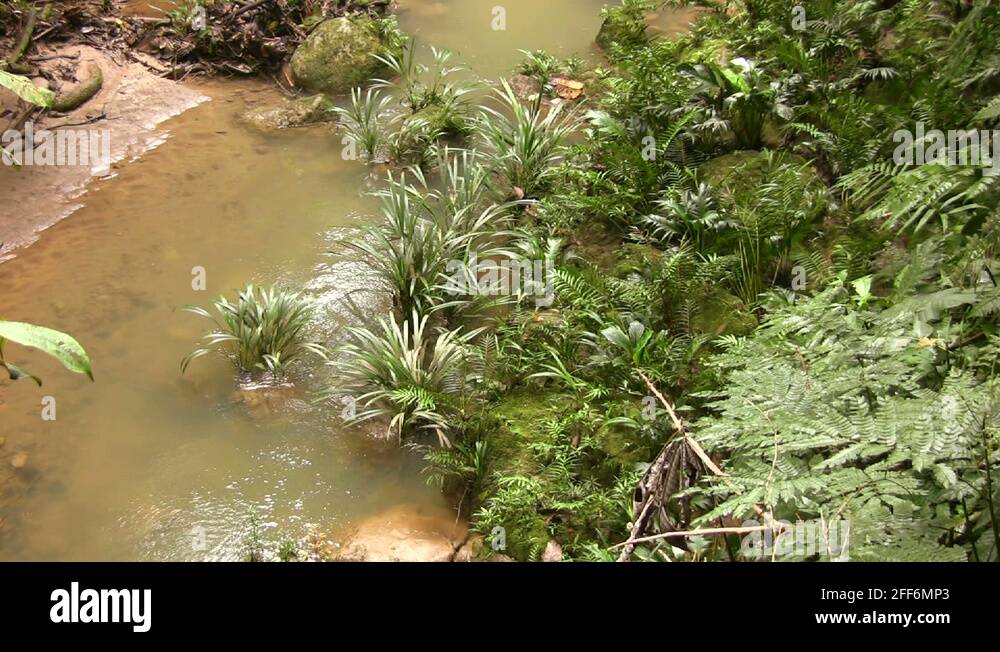 Neotropical rainforest Stock Videos & Footage - HD and 4K Video Clips ...