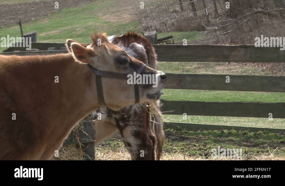 Cow farm chew food feed animal beast cattle dairy mad disease mammal ...