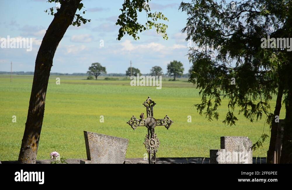 Bird in cemetery Stock Videos & Footage - HD and 4K Video Clips - Alamy