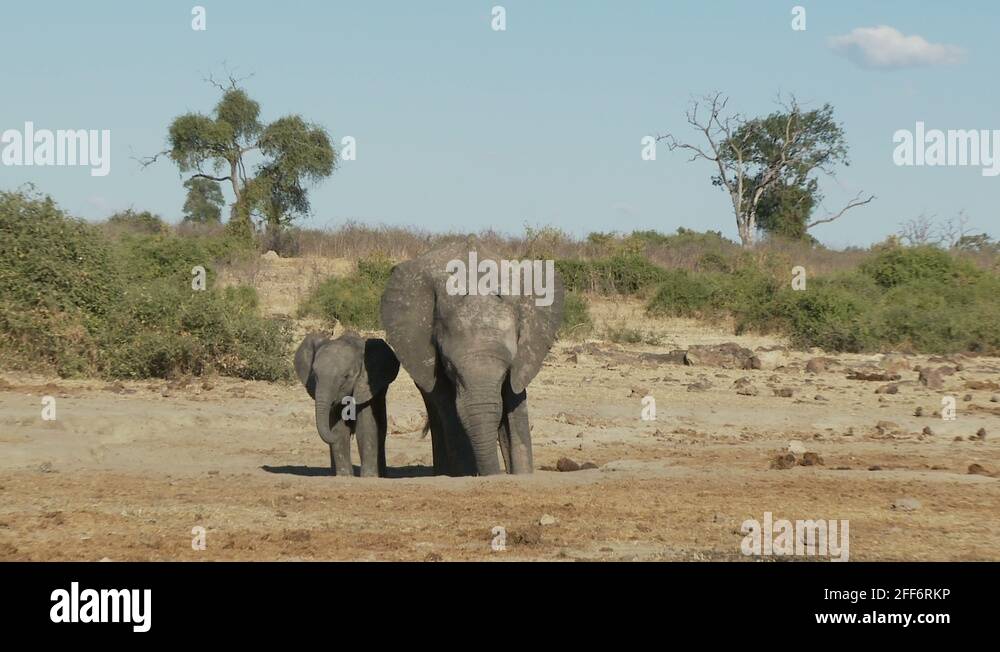 Mammal protection Stock Videos & Footage - HD and 4K Video Clips - Alamy