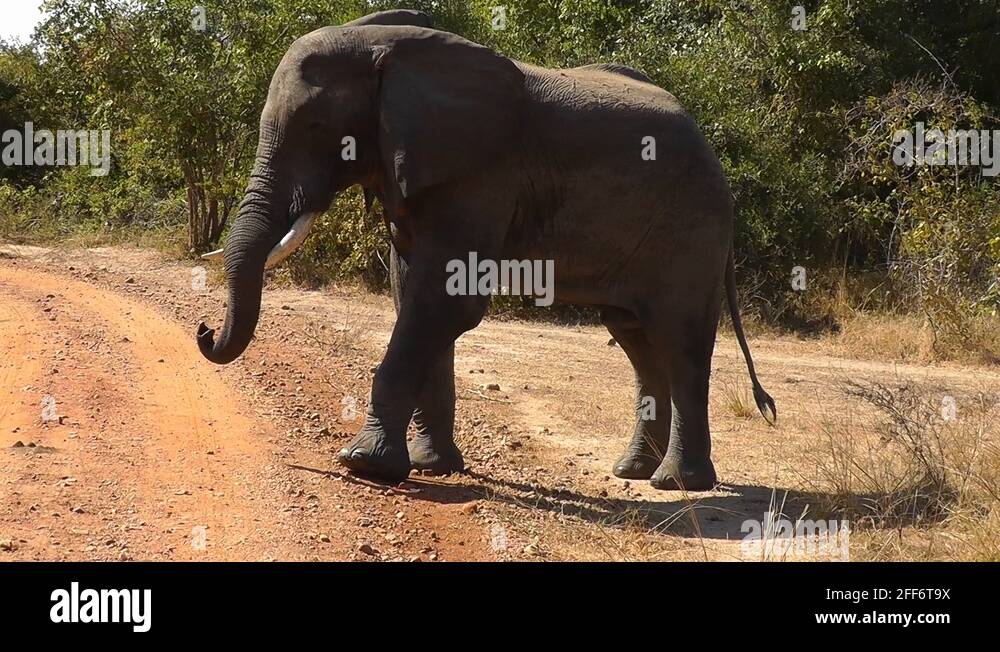 Elephant posture Stock Videos & Footage - HD and 4K Video Clips - Alamy