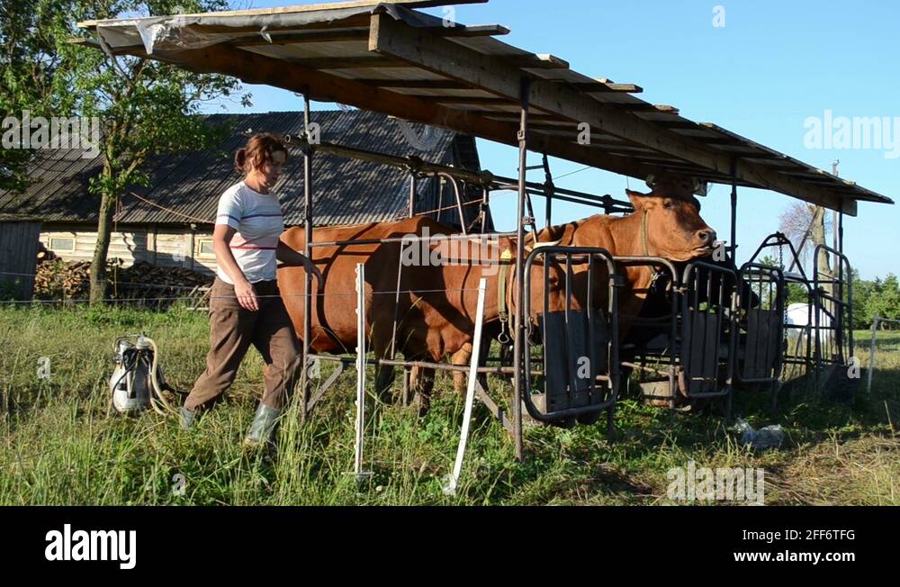 Peasant dairymaid woman let out cow from cot stall after milking Stock ...