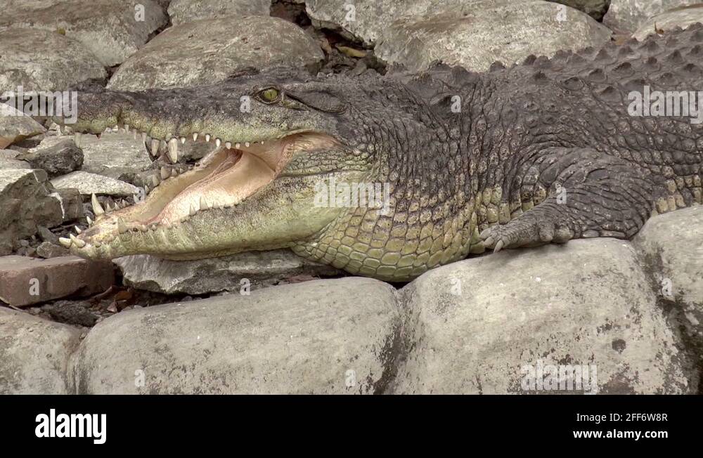 Crocodile with jaws open Stock Videos & Footage - HD and 4K Video Clips ...