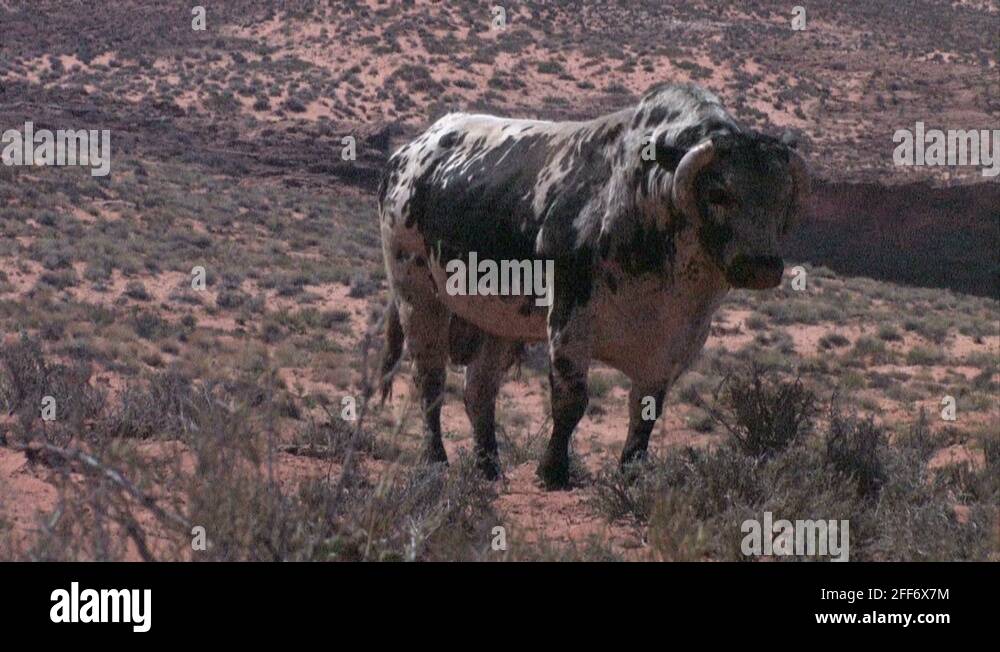 Cattle black bull Stock Videos & Footage - HD and 4K Video Clips - Alamy