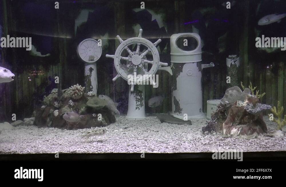 Underwater design Stock Videos & Footage - HD and 4K Video Clips - Alamy