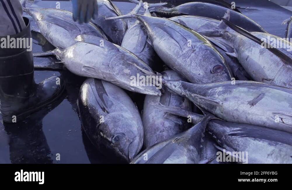Overfishing catch Stock Videos & Footage - HD and 4K Video Clips - Alamy