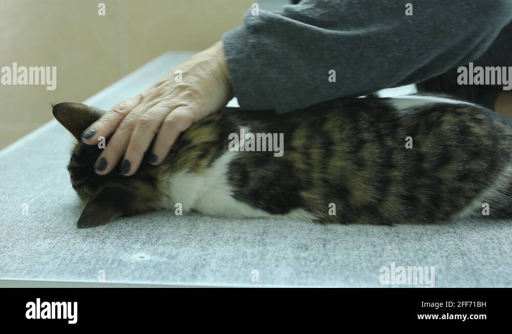 Animal hospital cat Stock Videos & Footage - HD and 4K Video Clips - Alamy