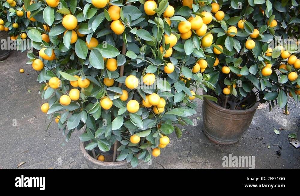 Chinese mandarin symbols Stock Videos & Footage - HD and 4K Video Clips ...