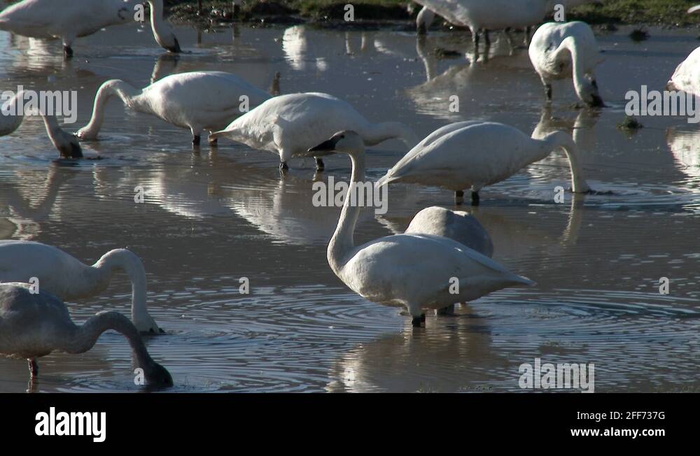 Waterfowl in mud Stock Videos & Footage - HD and 4K Video Clips - Alamy