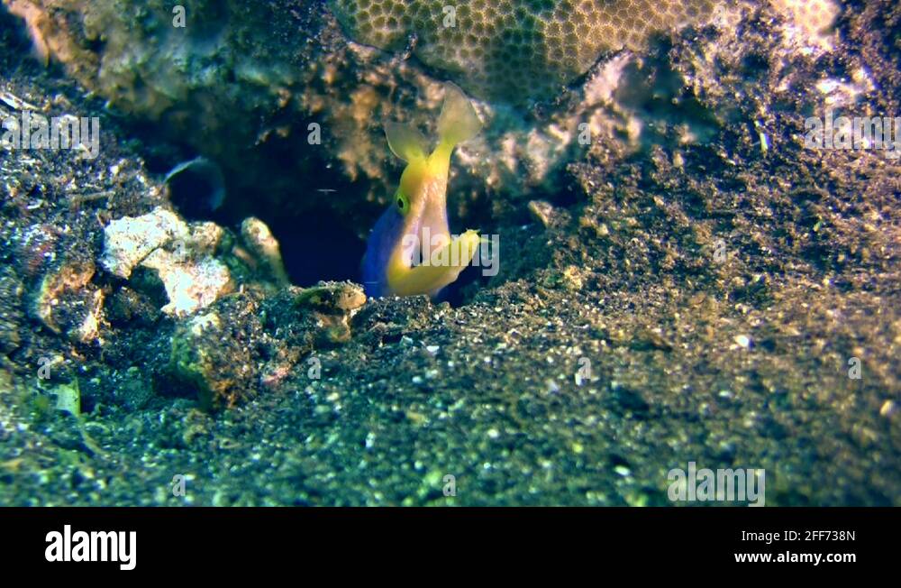 Blue and yellow ribbon eel Stock Videos & Footage - HD and 4K Video ...