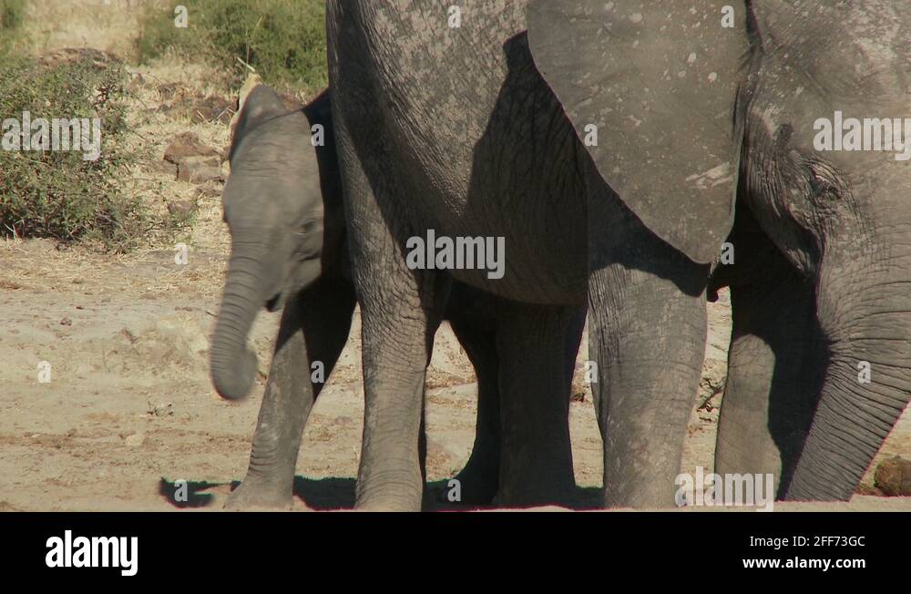 Standing southern pachyderm african elephant mammal africa botswana ...