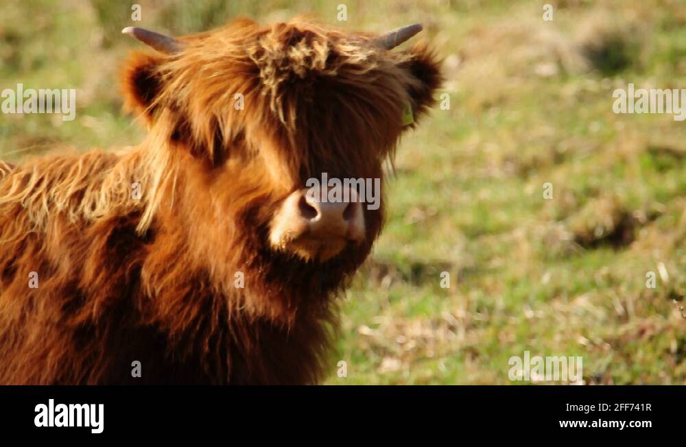 Yak fiber Stock Videos & Footage - HD and 4K Video Clips - Alamy