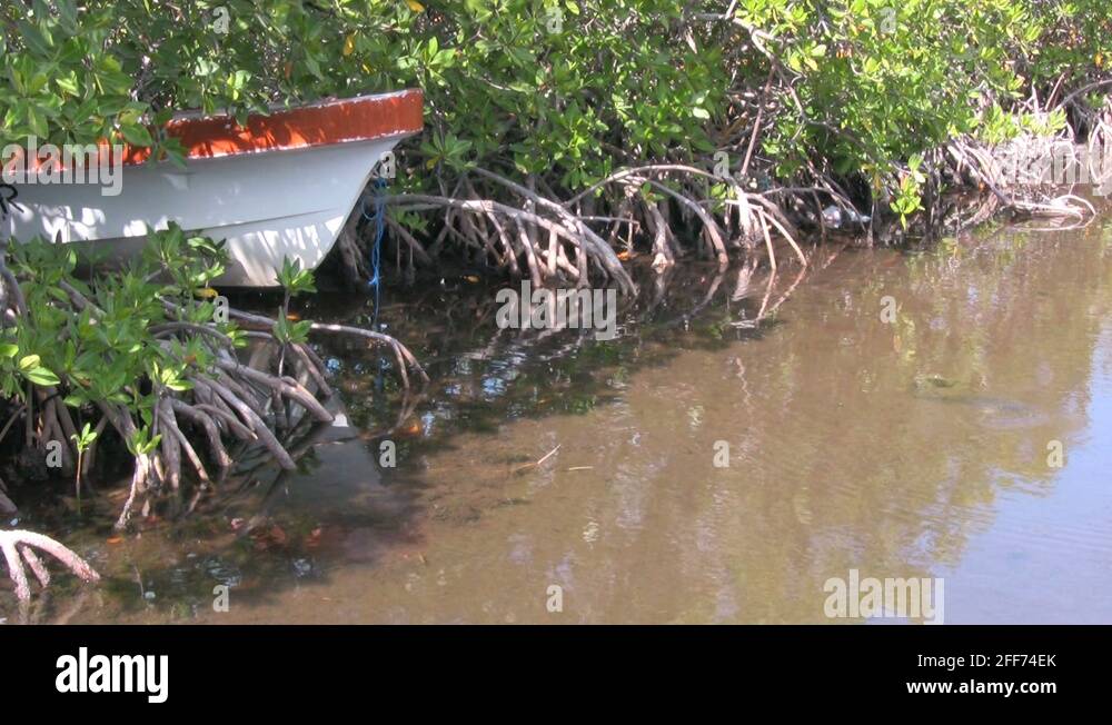 Boat mangrove water nature plants tropical Stock Videos & Footage - HD ...