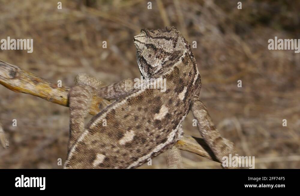 Chameleon hunting for an insect Stock Videos & Footage - HD and 4K ...