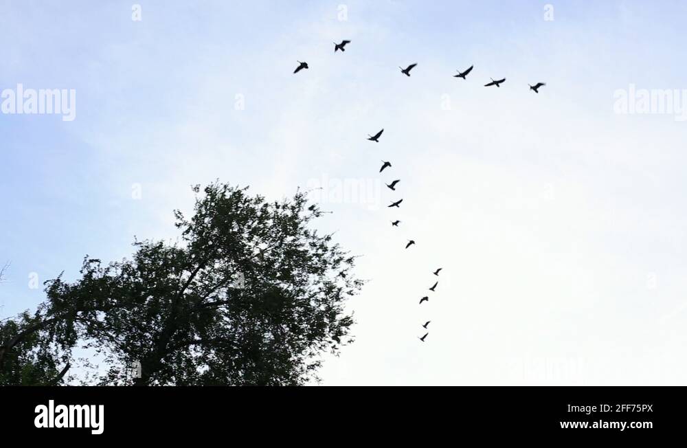 V formation birds Stock Videos & Footage - HD and 4K Video Clips - Alamy