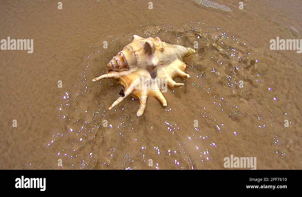 Shell with spines Stock Videos & Footage - HD and 4K Video Clips - Alamy
