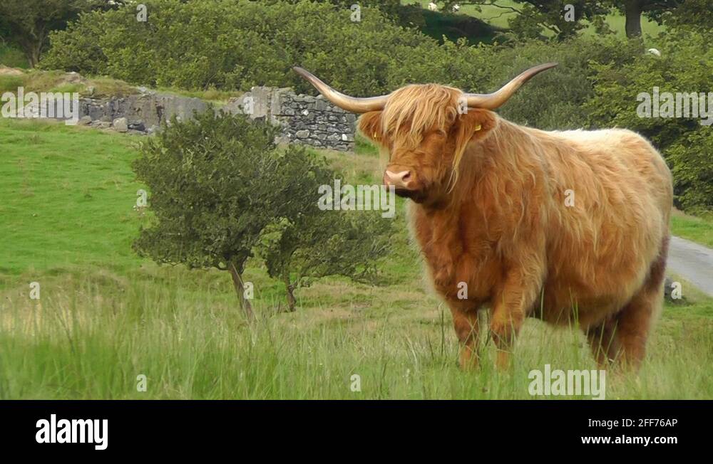 Animal wales Stock Videos & Footage - HD and 4K Video Clips - Alamy