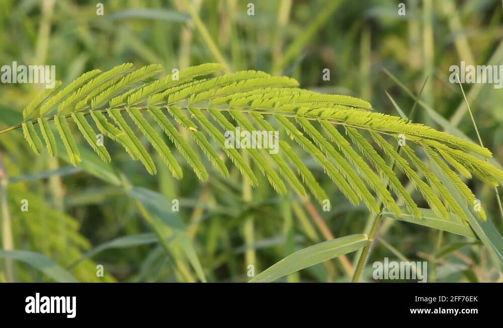 Acacia plant Stock Videos & Footage - HD and 4K Video Clips - Alamy