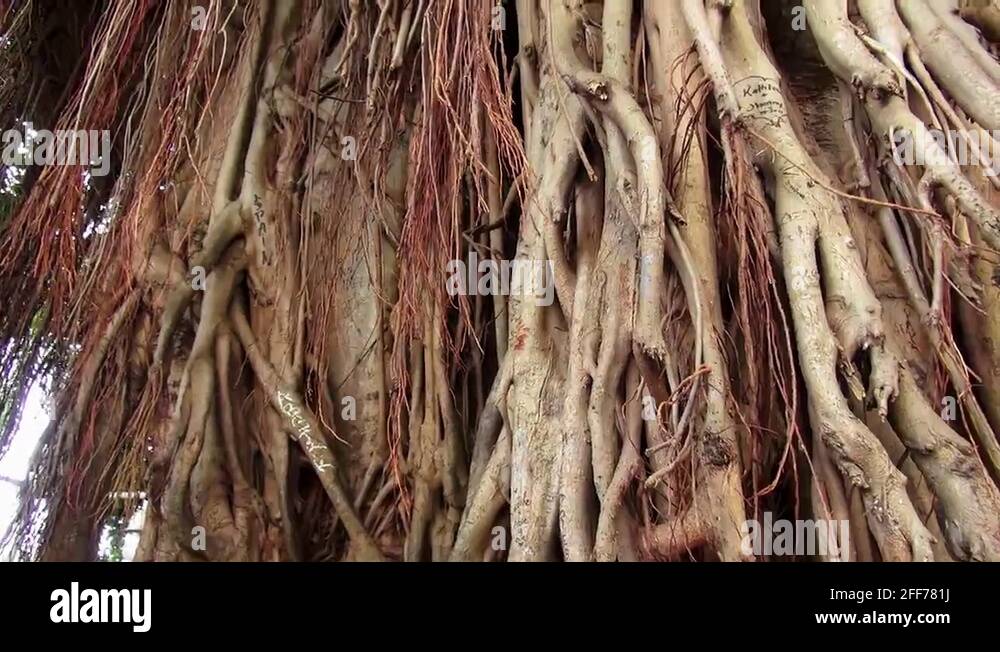 Banyon tree Stock Videos & Footage - HD and 4K Video Clips - Alamy