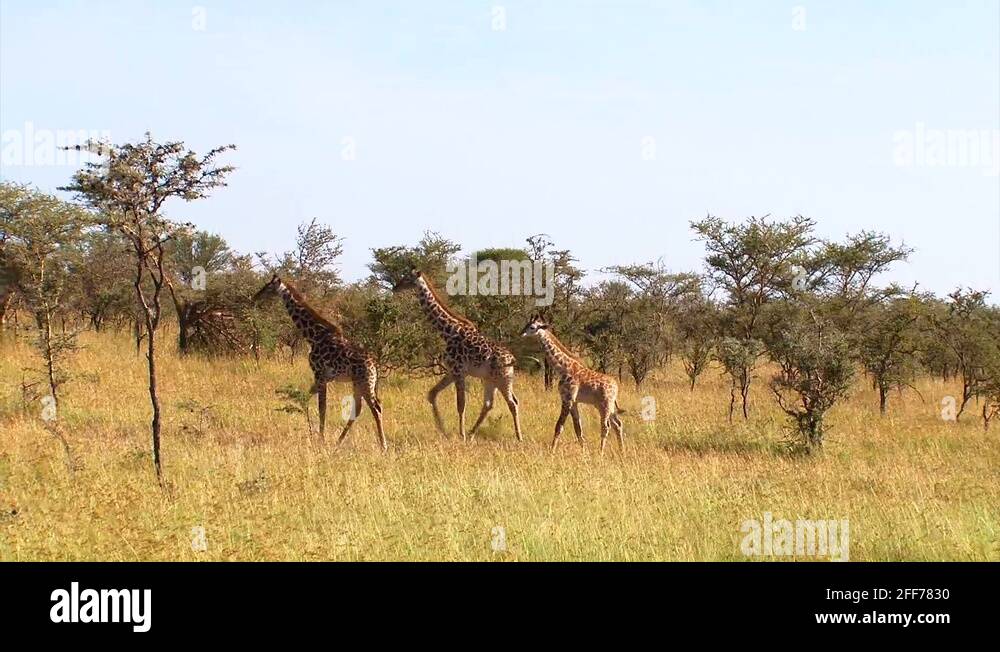 Male female giraffe Stock Videos & Footage - HD and 4K Video Clips - Alamy