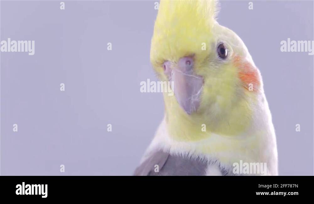 Gray cockatiel Stock Videos & Footage - HD and 4K Video Clips - Alamy