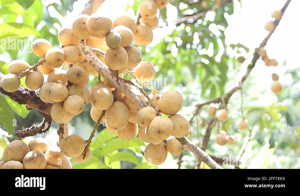 Longkong Stock Videos & Footage - HD and 4K Video Clips - Alamy