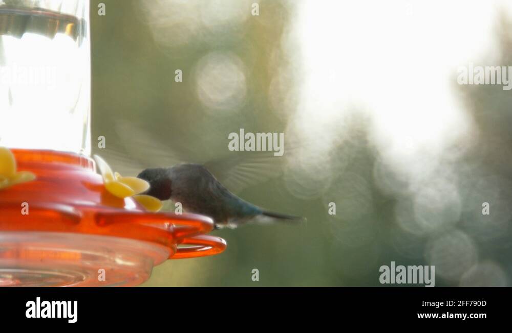 Hard wings Stock Videos & Footage - HD and 4K Video Clips - Alamy