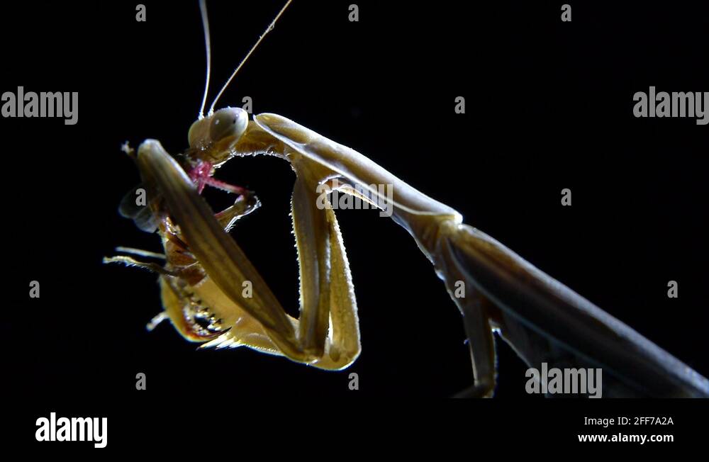 Alien weeds Stock Videos & Footage - HD and 4K Video Clips - Alamy